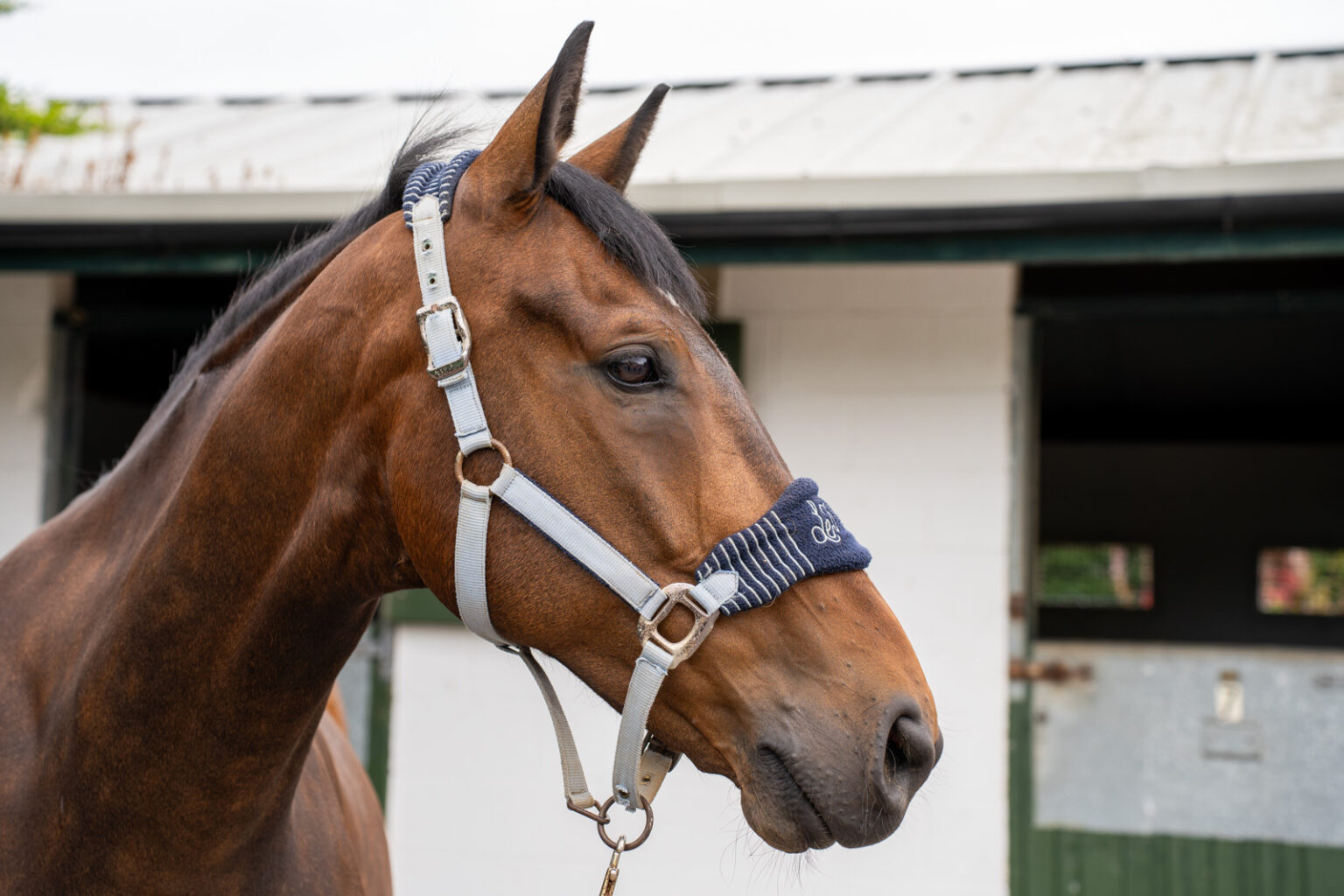Equine Health Care Plan | Damory Vets